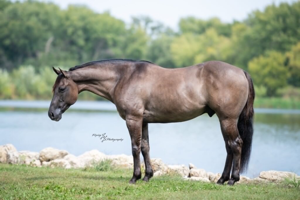 A Nickle Fritz - Platinum Equine Auction