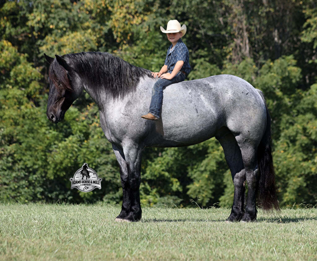 Hawkeye - Platinum Equine Auction