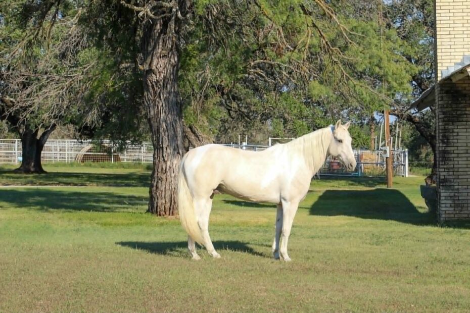 Biscuit - Platinum Equine Auction