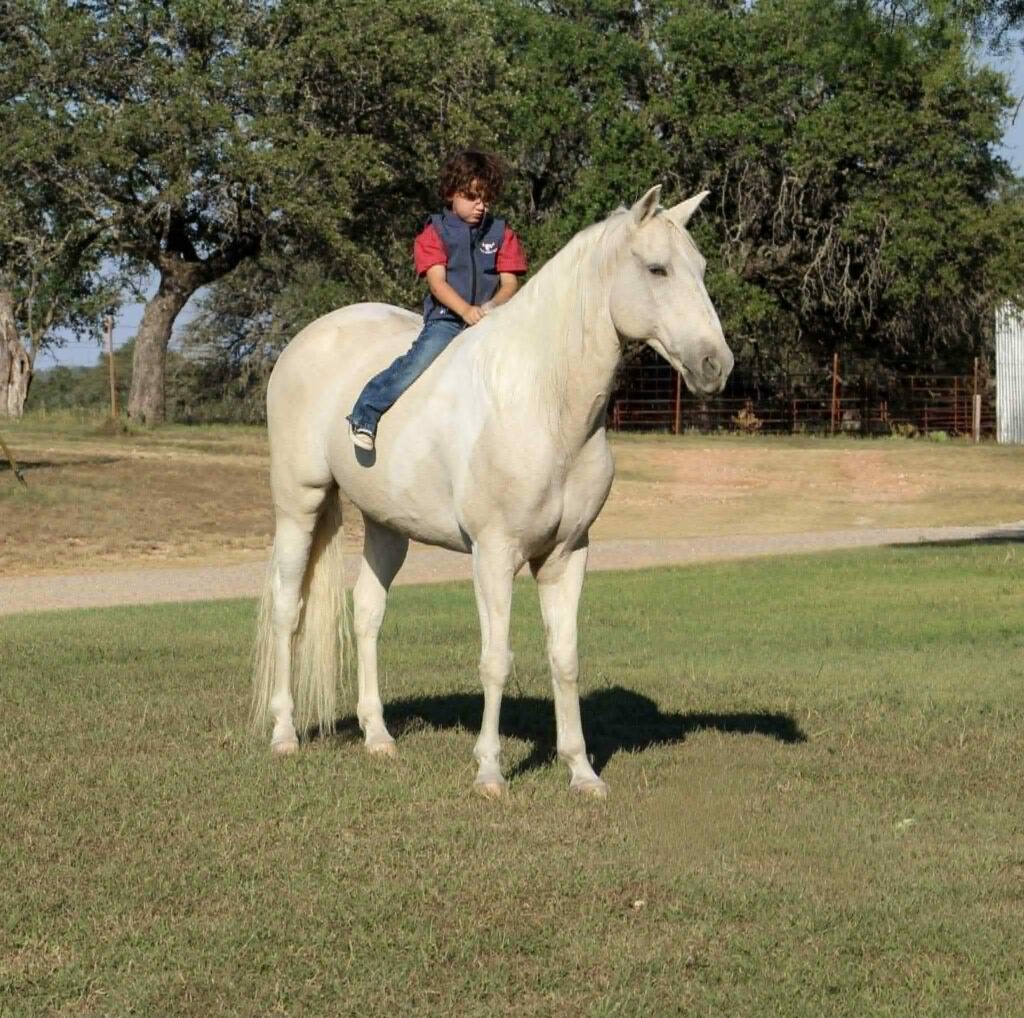Biscuit - Platinum Equine Auction