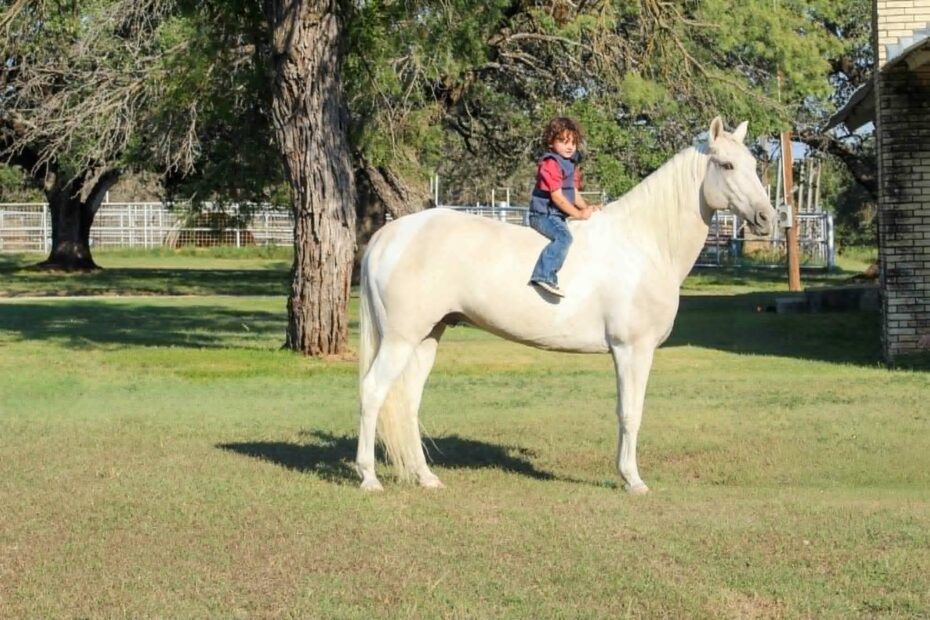 Biscuit - Platinum Equine Auction