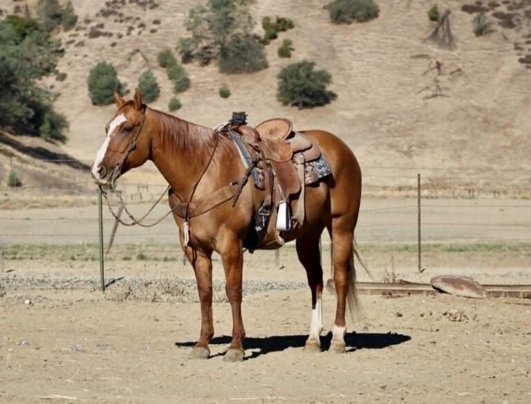 AVA Bills Doc Frost. - Platinum Equine Auction
