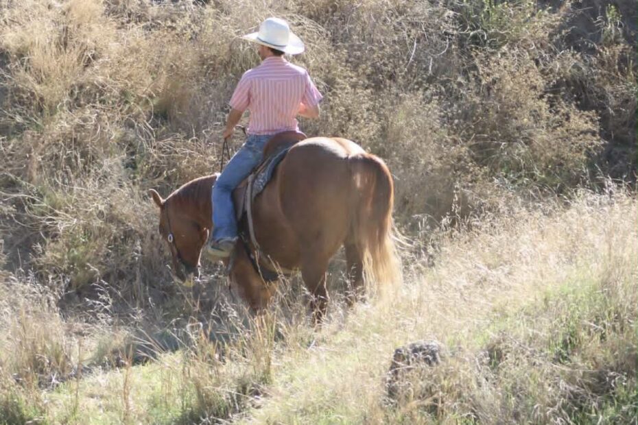 AVA Bills Doc Frost. - Platinum Equine Auction