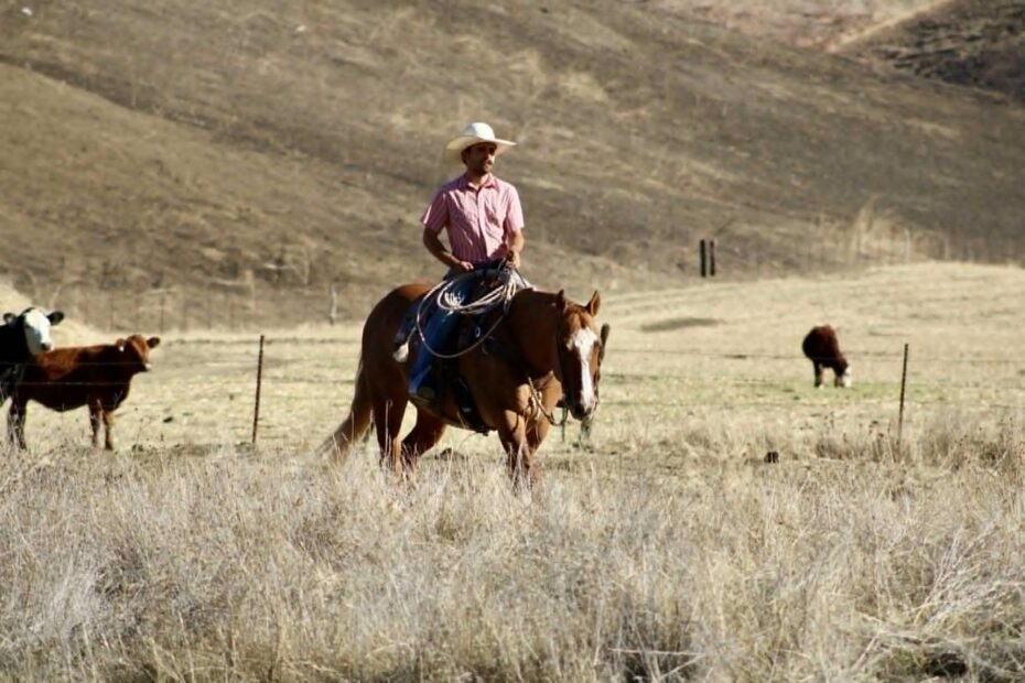 AVA Bills Doc Frost. - Platinum Equine Auction