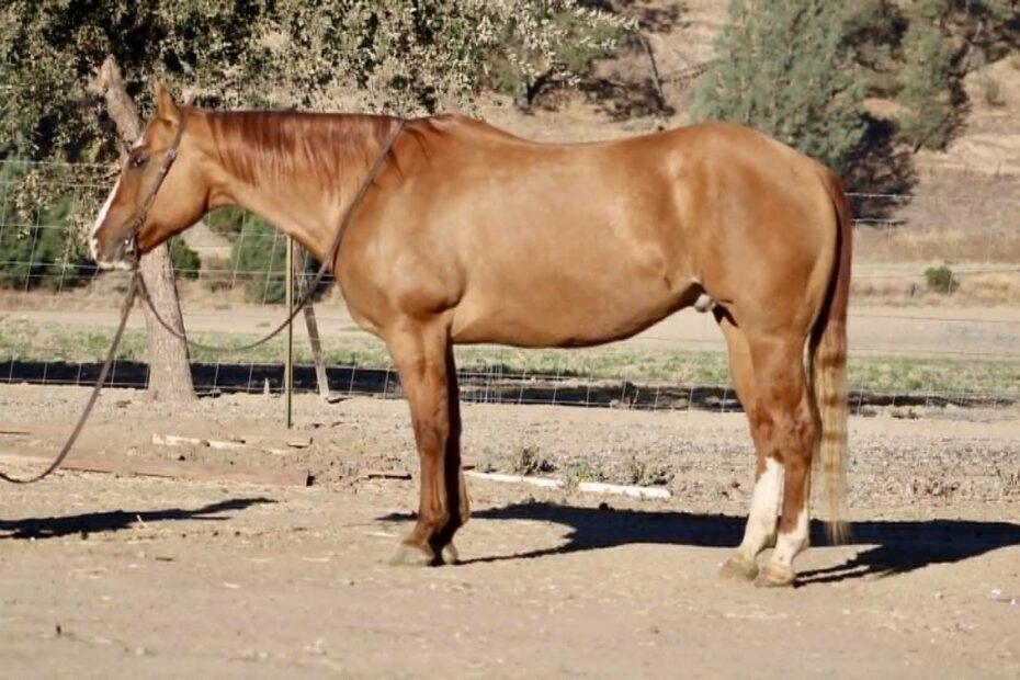 AVA Bills Doc Frost. - Platinum Equine Auction