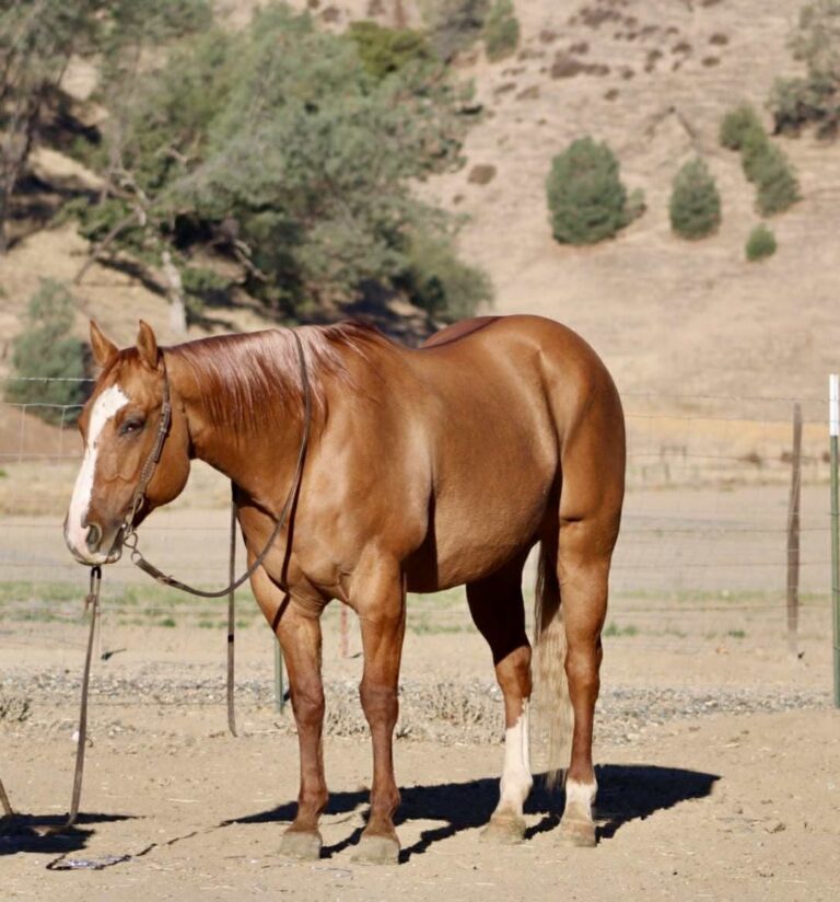 AVA Bills Doc Frost. - Platinum Equine Auction