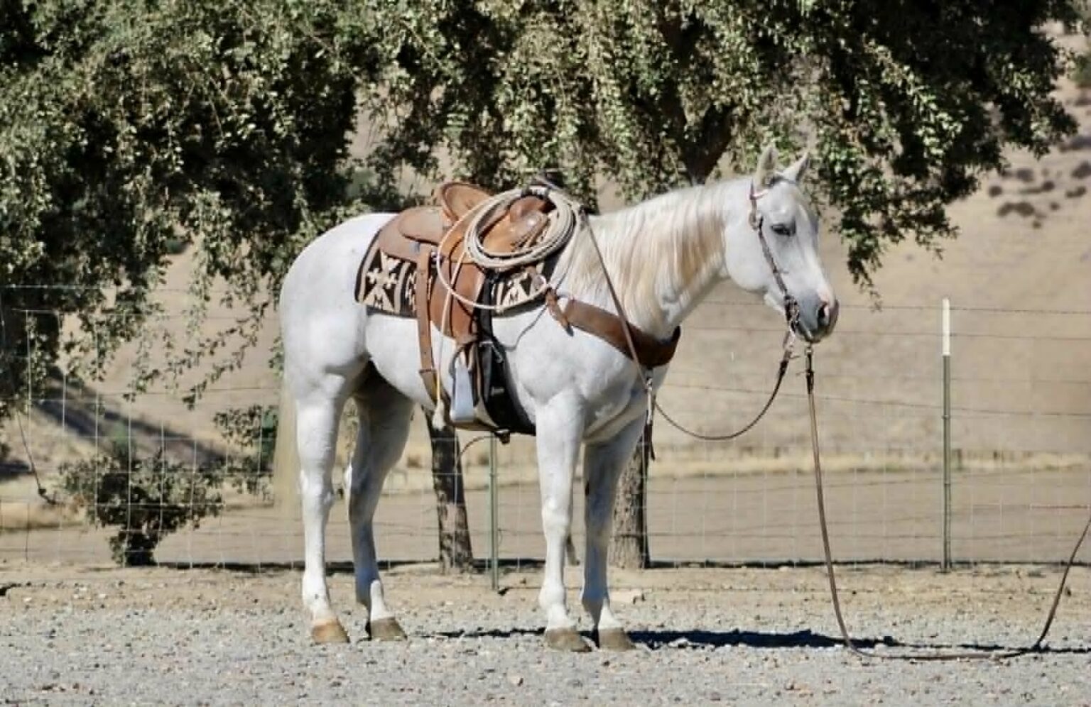 Amarillo Playgun - Platinum Equine Auction