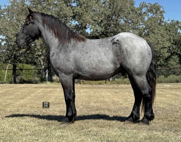 Vance - Platinum Equine Auction