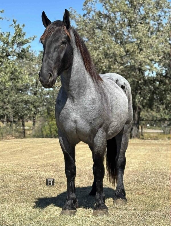 Vance - Platinum Equine Auction