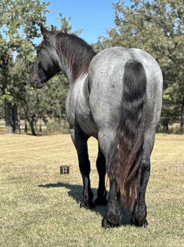Vance - Platinum Equine Auction