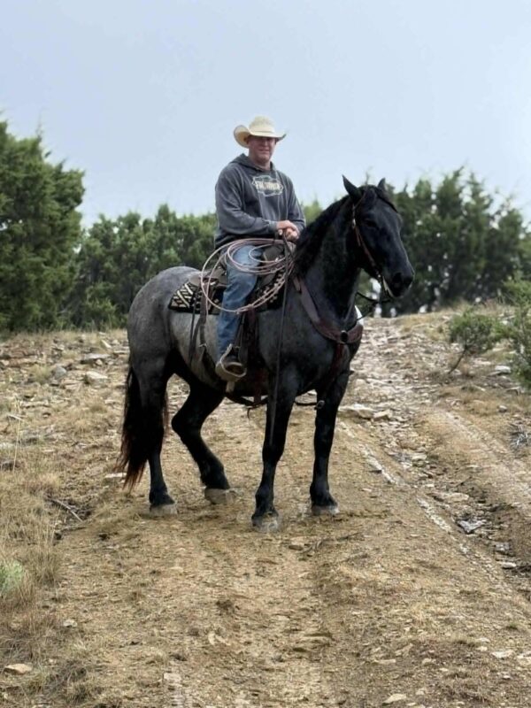 Vance - Platinum Equine Auction