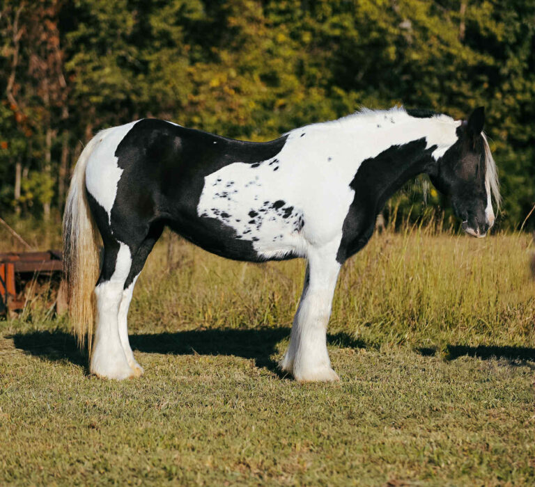 Thelma - Platinum Equine Auction