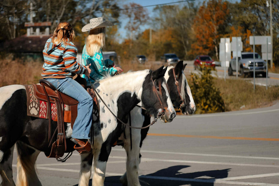 Thelma - Platinum Equine Auction