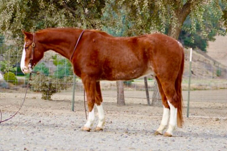 Doc Holiday - Platinum Equine Auction