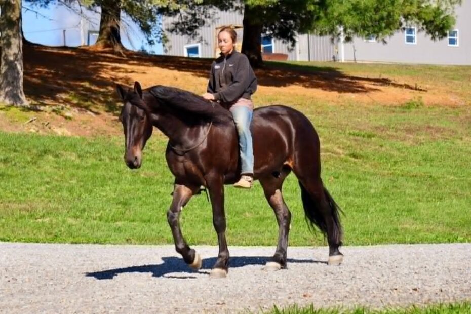 Jet - Platinum Equine Auction