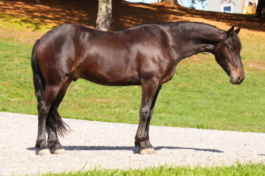 Jet - Platinum Equine Auction
