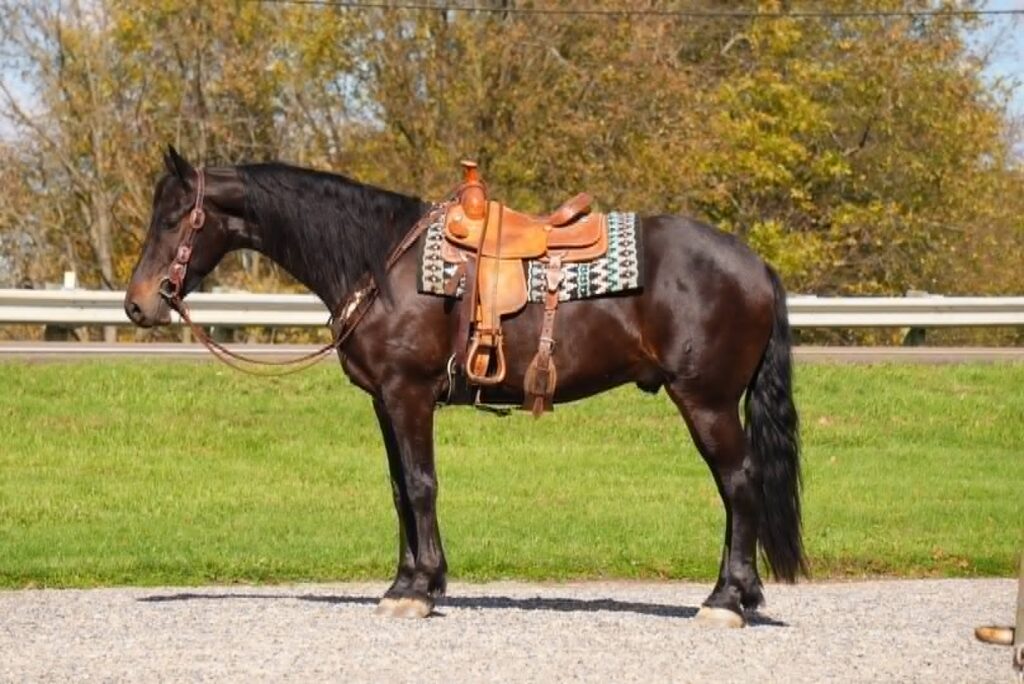 Jet - Platinum Equine Auction