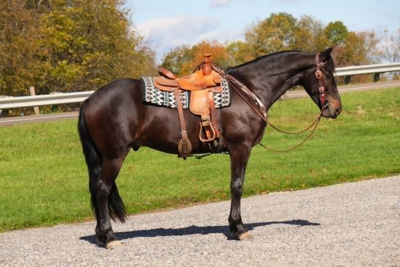 Jet - Platinum Equine Auction