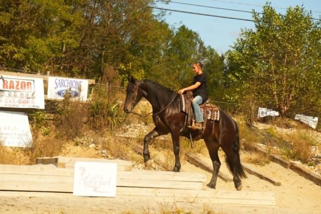 Jet - Platinum Equine Auction