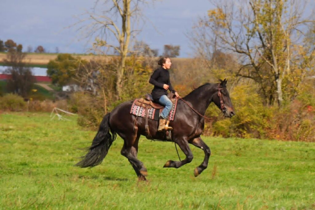 Jet - Platinum Equine Auction