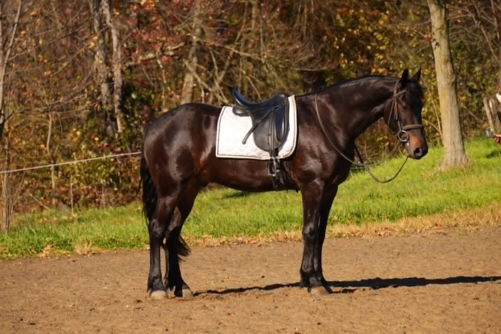 Jet - Platinum Equine Auction