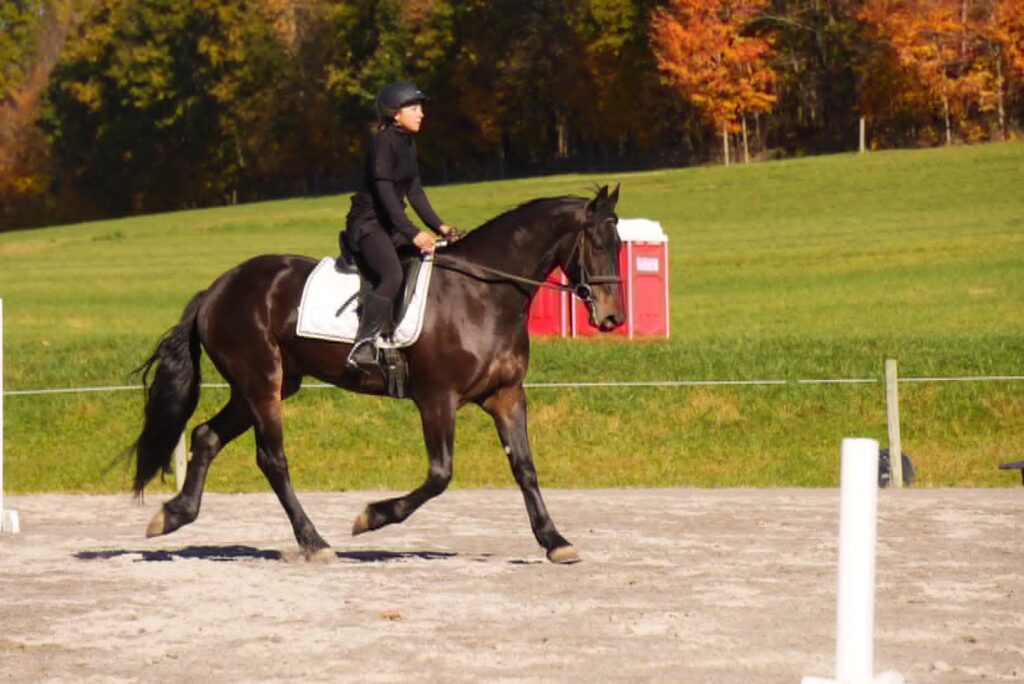 Jet - Platinum Equine Auction