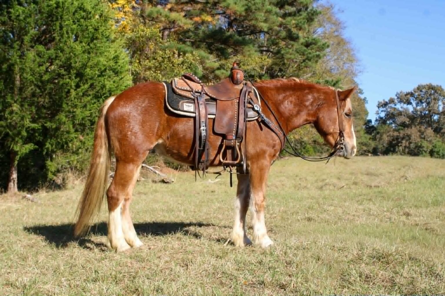 Whiskies Jack D - Platinum Equine Auction