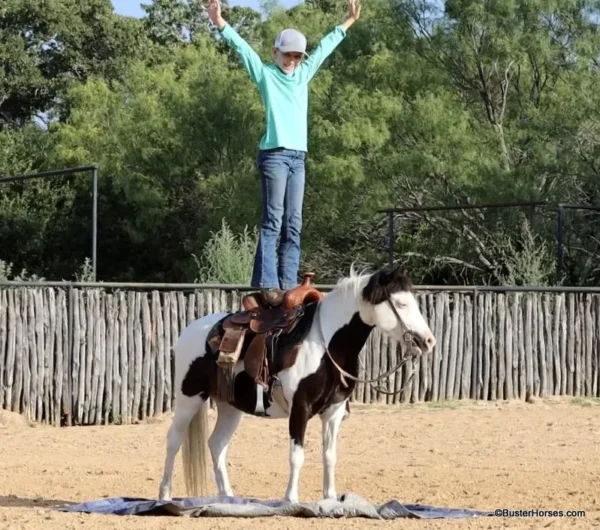 Casper - Platinum Equine Auction