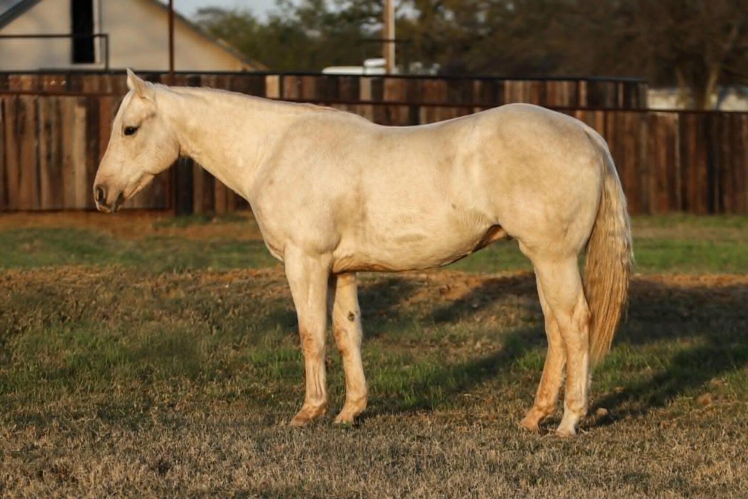 Cheddar - Platinum Equine Auction