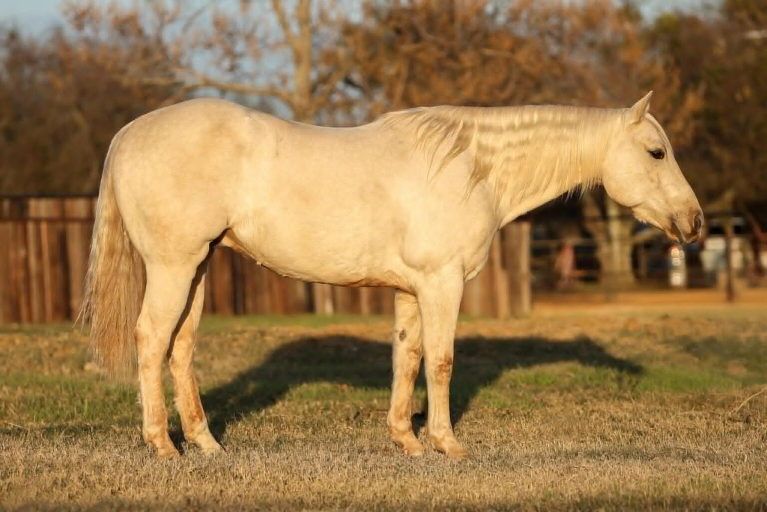 Cheddar - Platinum Equine Auction