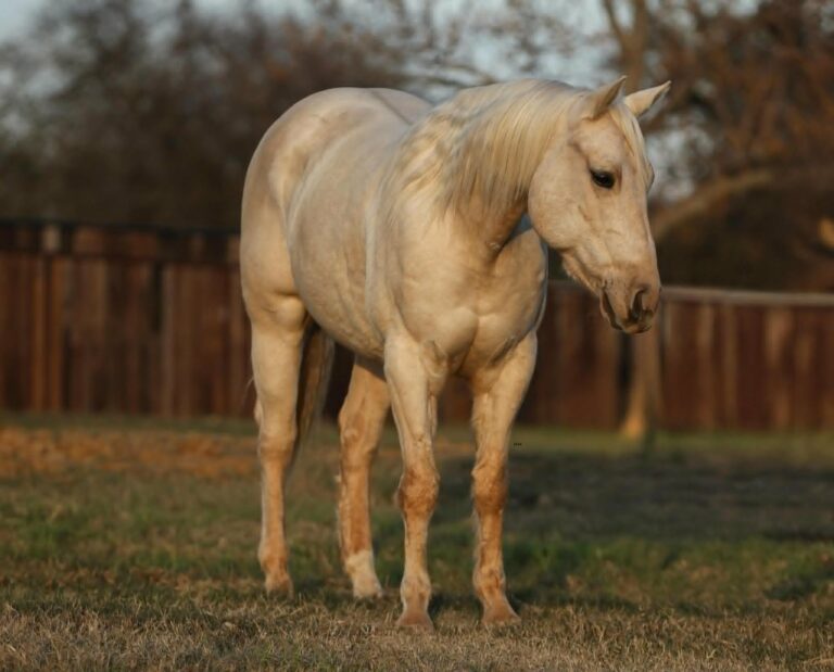Cheddar - Platinum Equine Auction