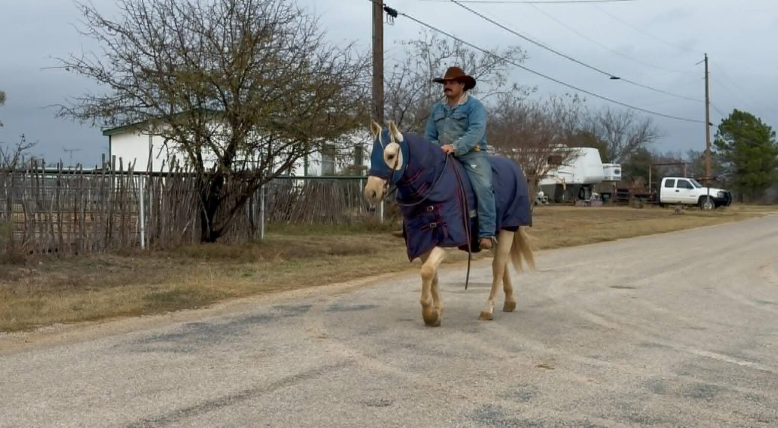 Cheddar - Platinum Equine Auction