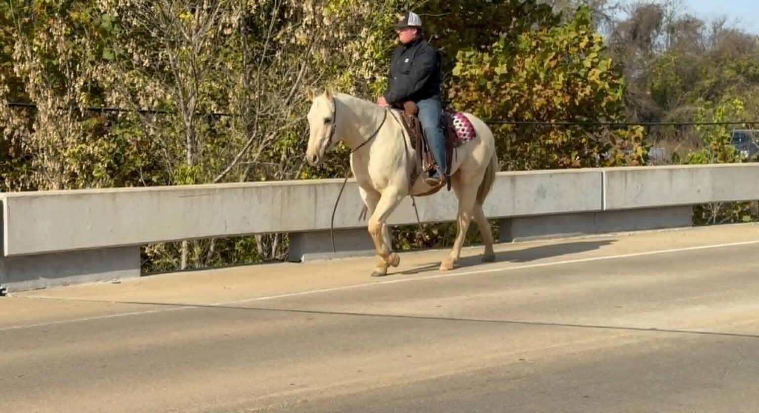 Cheddar - Platinum Equine Auction
