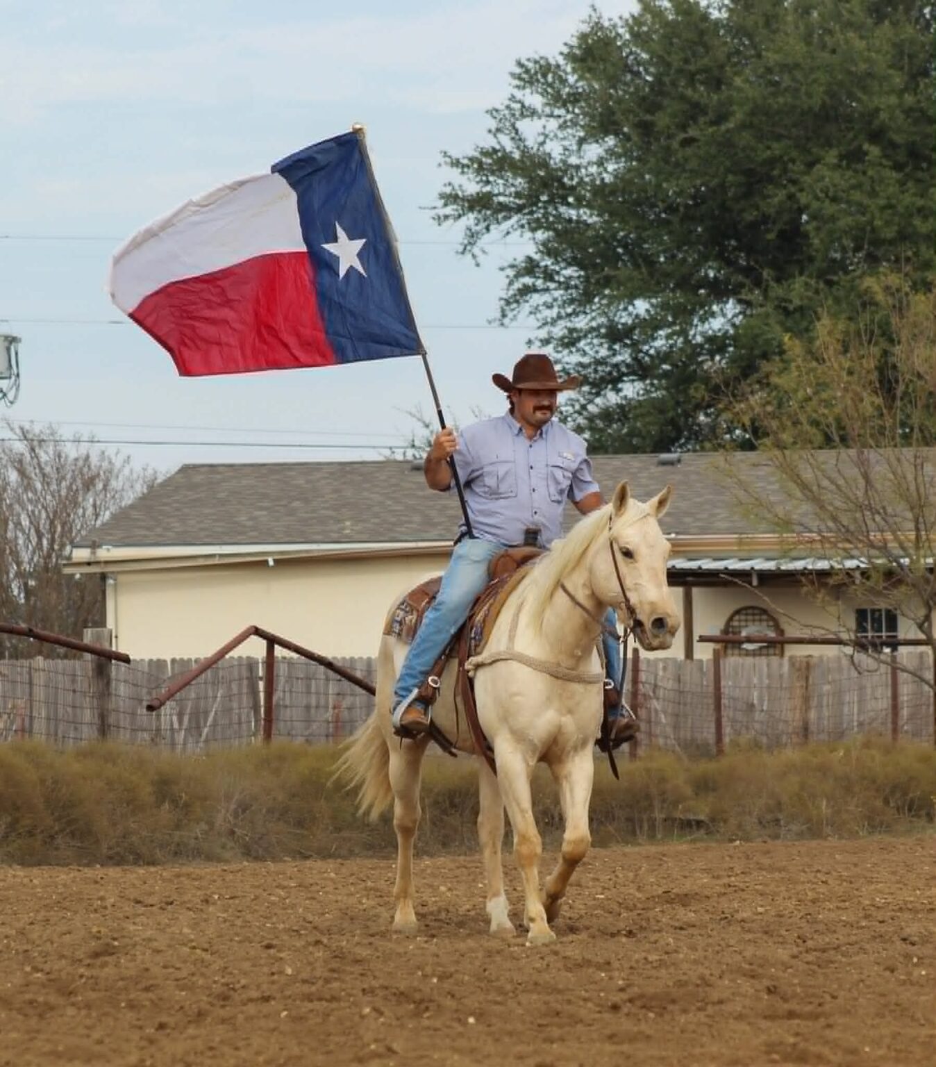Cheddar - Platinum Equine Auction