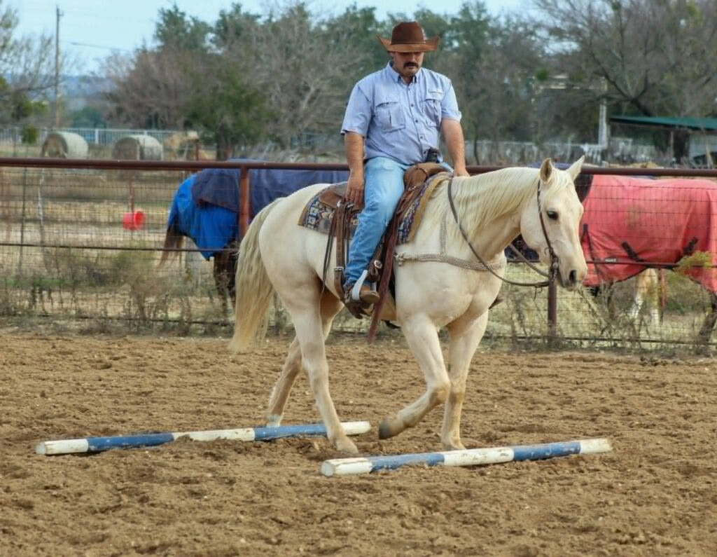 Cheddar - Platinum Equine Auction