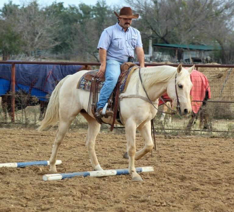 Cheddar - Platinum Equine Auction