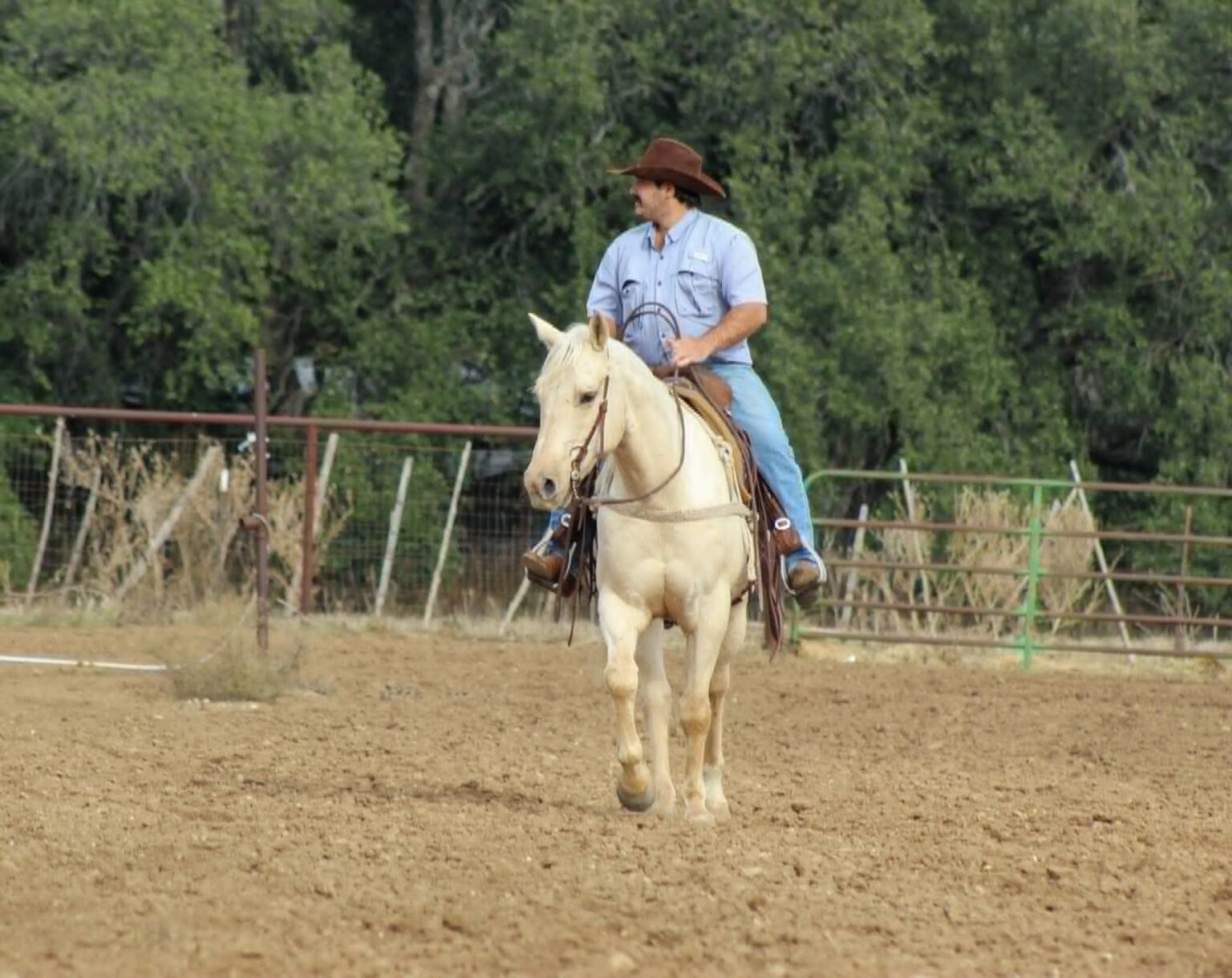 Cheddar - Platinum Equine Auction