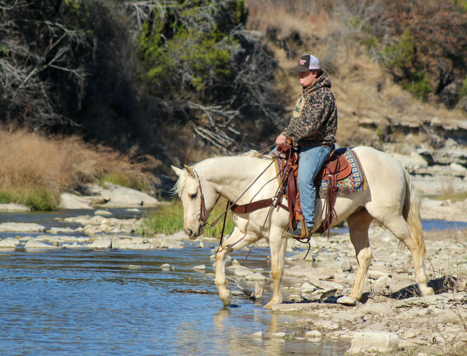 Cheddar - Platinum Equine Auction