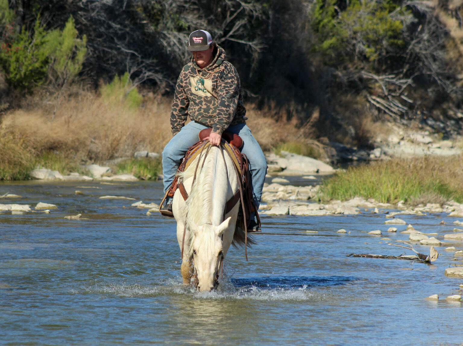 Cheddar - Platinum Equine Auction