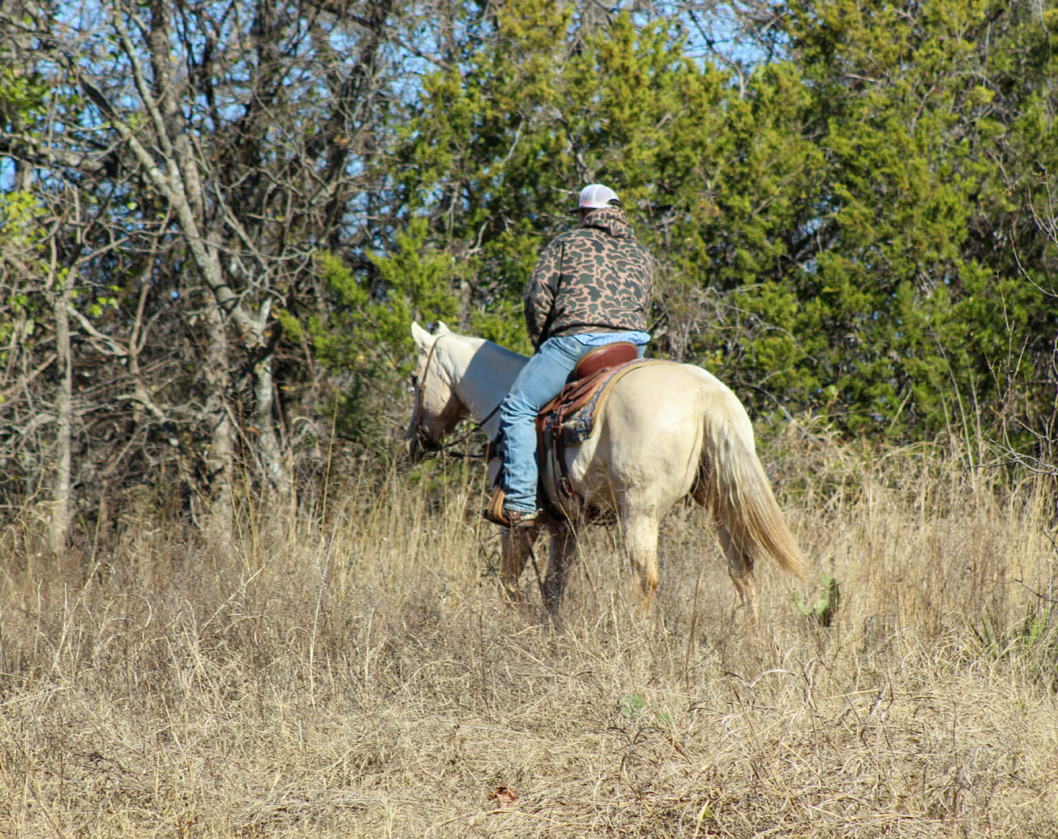 Cheddar - Platinum Equine Auction