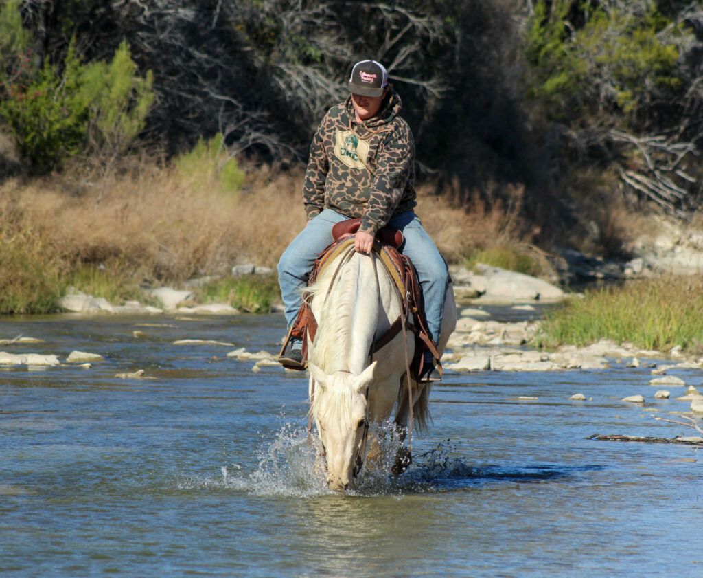 Cheddar - Platinum Equine Auction