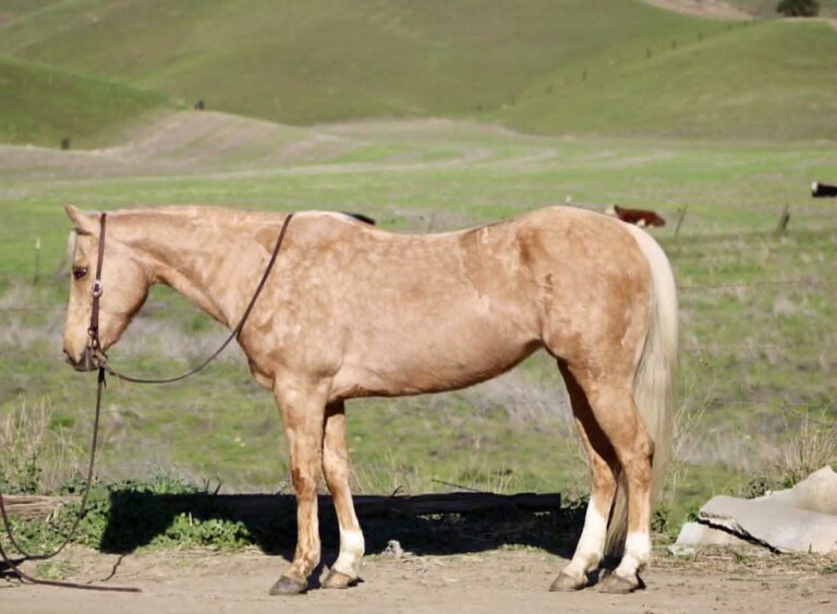 Cadi - Platinum Equine Auction