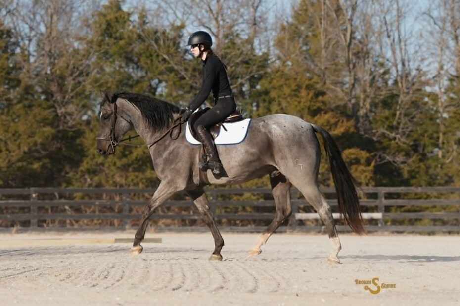 Atticus - Platinum Equine Auction