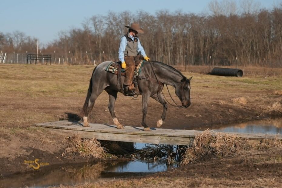 Atticus - Platinum Equine Auction