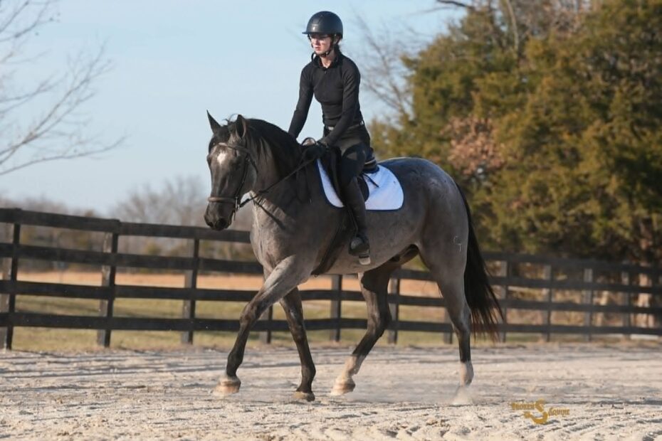 Atticus - Platinum Equine Auction