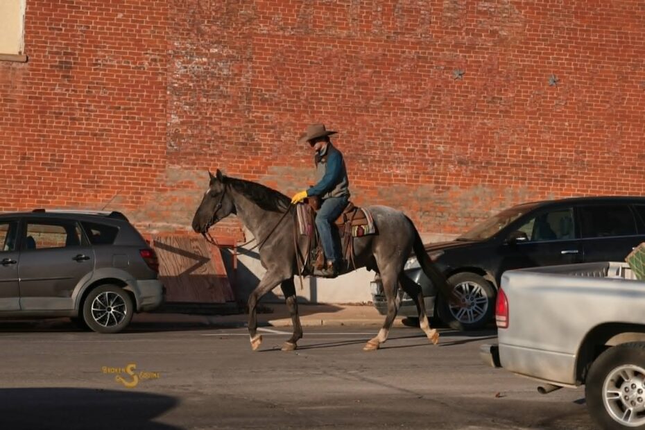 Atticus - Platinum Equine Auction