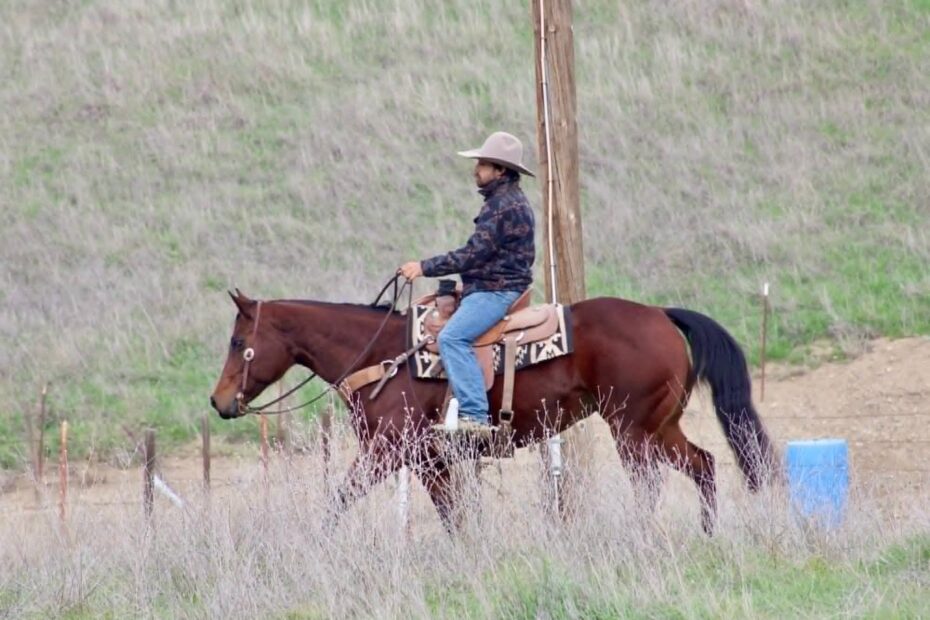 JUST CALL ME DELIGHT - Platinum Equine Auction