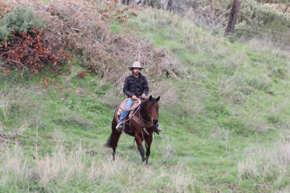 JUST CALL ME DELIGHT - Platinum Equine Auction