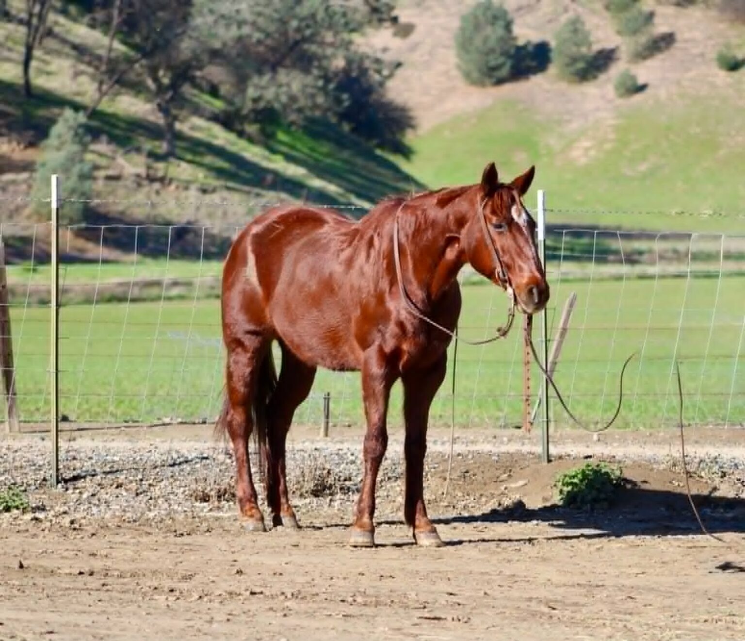 Daisy Lou - Platinum Equine Auction