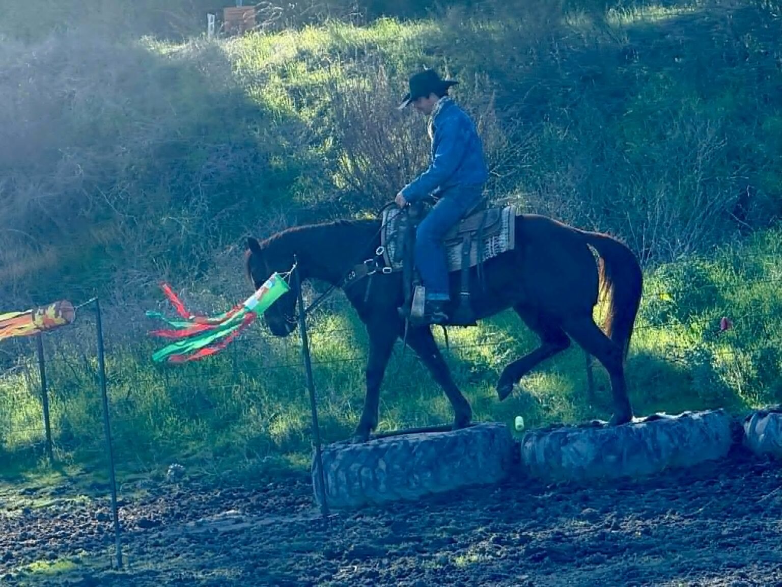 Daisy Lou - Platinum Equine Auction